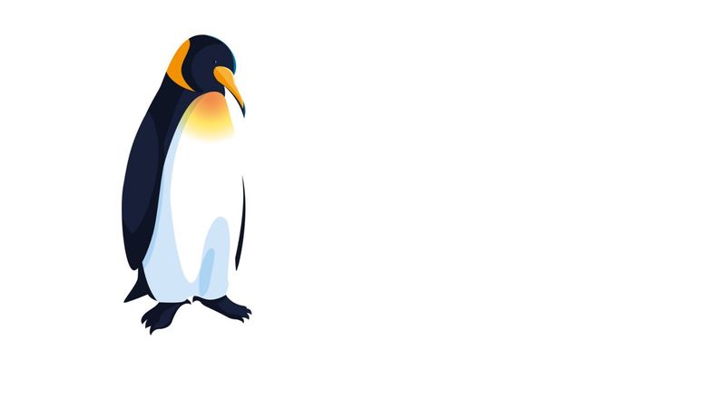CSS Penguin