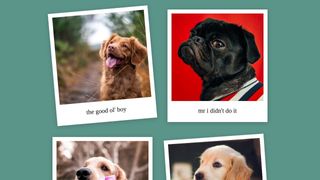 Photo Gallery CodePen Challenge