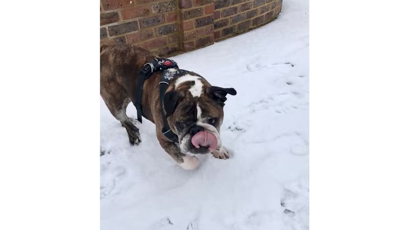 Performant Next-Gen Images in CSS with image-set