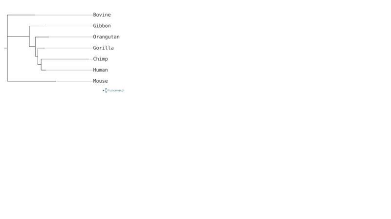 PHYLOCANVAS.GL Examples - Align Leaf Labels