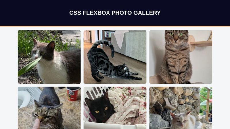 FreeCodeCamp - (New) Responsive Web Design - Learn CSS Flexbox by Building a Photo Gallery