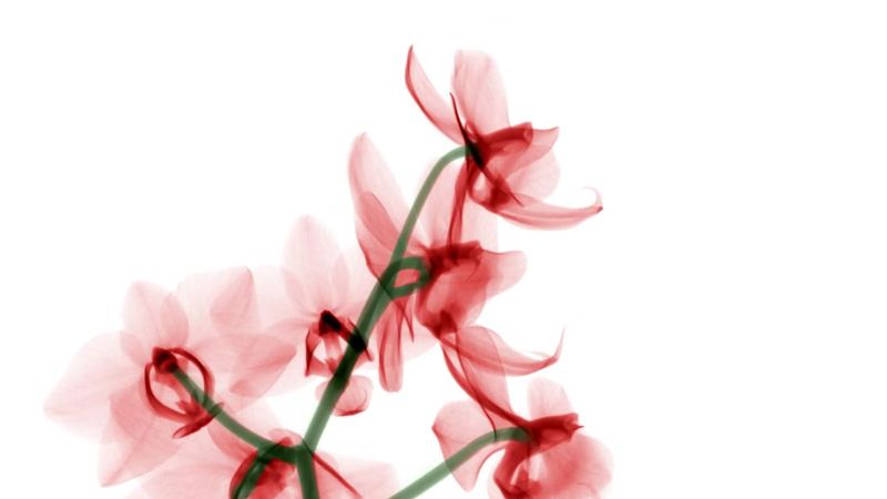 Motion Hover Effects with Image Distortions using Three.js