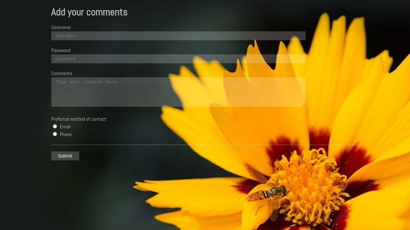 80_CSS_focus_selector