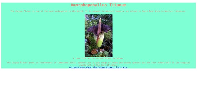 FreeCodeCamp responsive web design projects