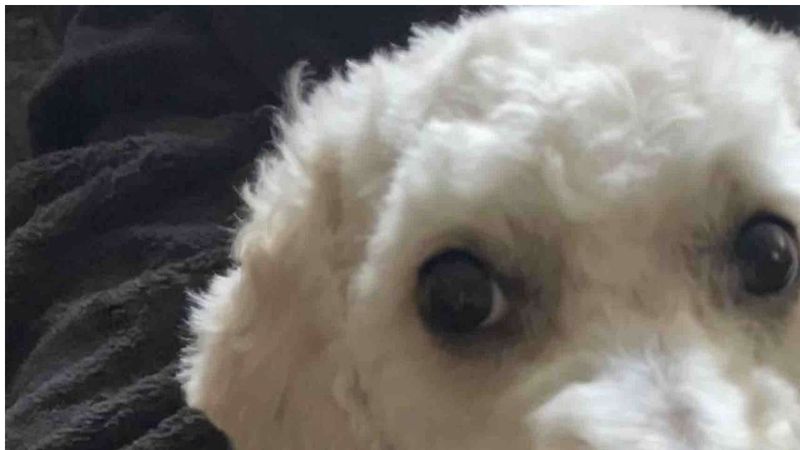 Fetch Arrows vs Classic JSON functions