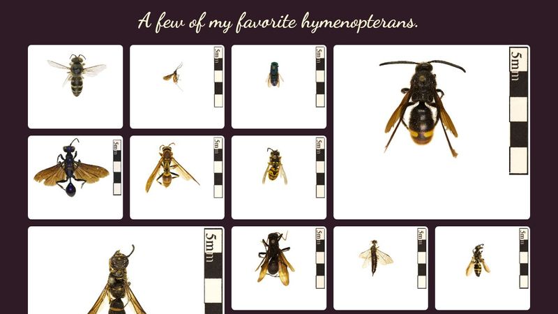 A few of my favorite hymenopterans.