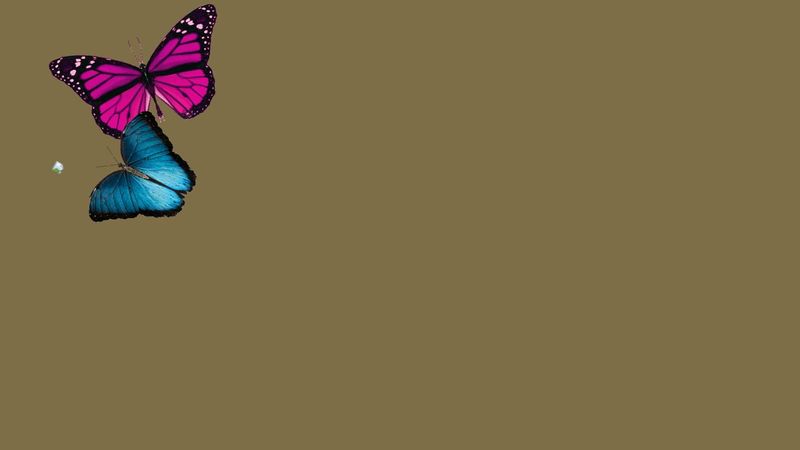 CSS Butterflies