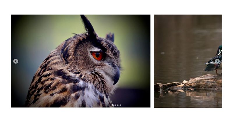 Responsive Slider & Carousel with Splide.js