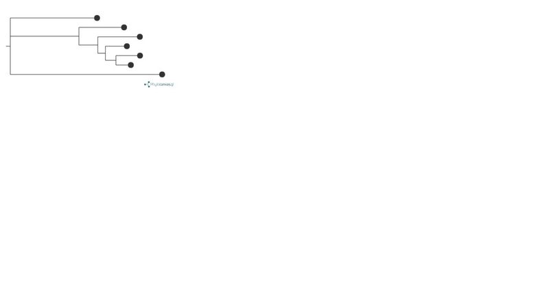 PHYLOCANVAS.GL Examples - Vue.js Tree Component
