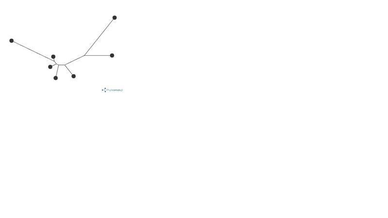 PHYLOCANVAS.GL Examples - Tree Type