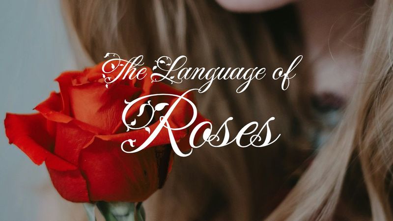 The Language of Roses