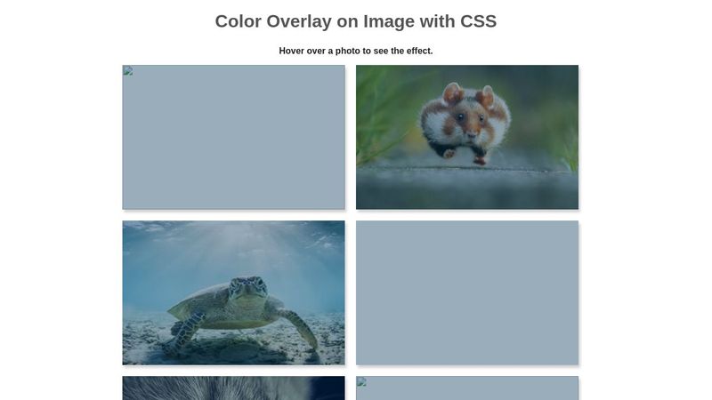 Color Overlay on Image CSS