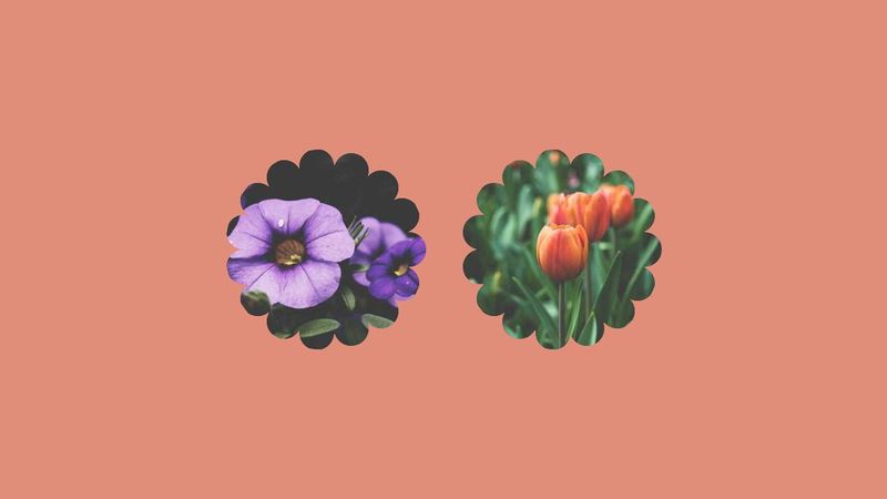 Flower shape using CSS Mask