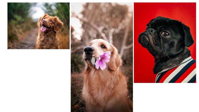 Photo Gallery Grid Codepen challenge