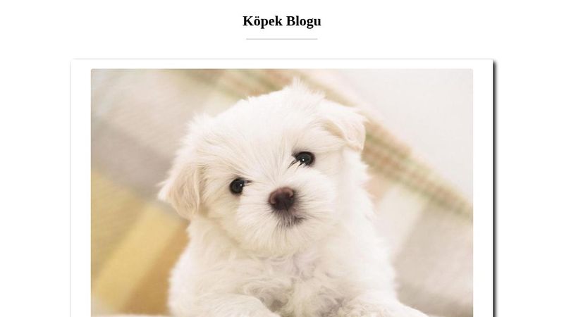 Challenges : HTML && CSS