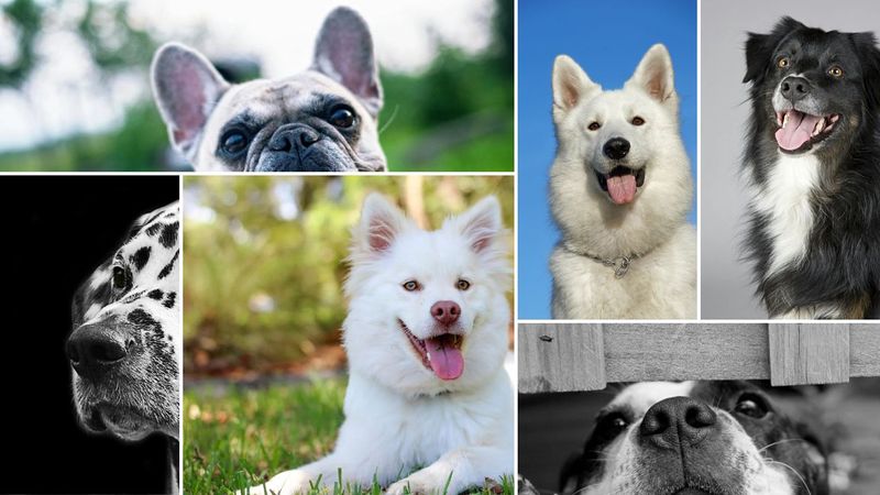 My first CSS Grid with cute dogs