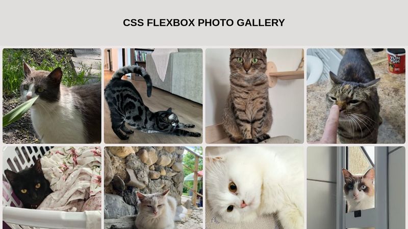 7. Learn CSS Flexbox by Building a Photo Gallery | Responsive Web Design | freeCodeCamp.org